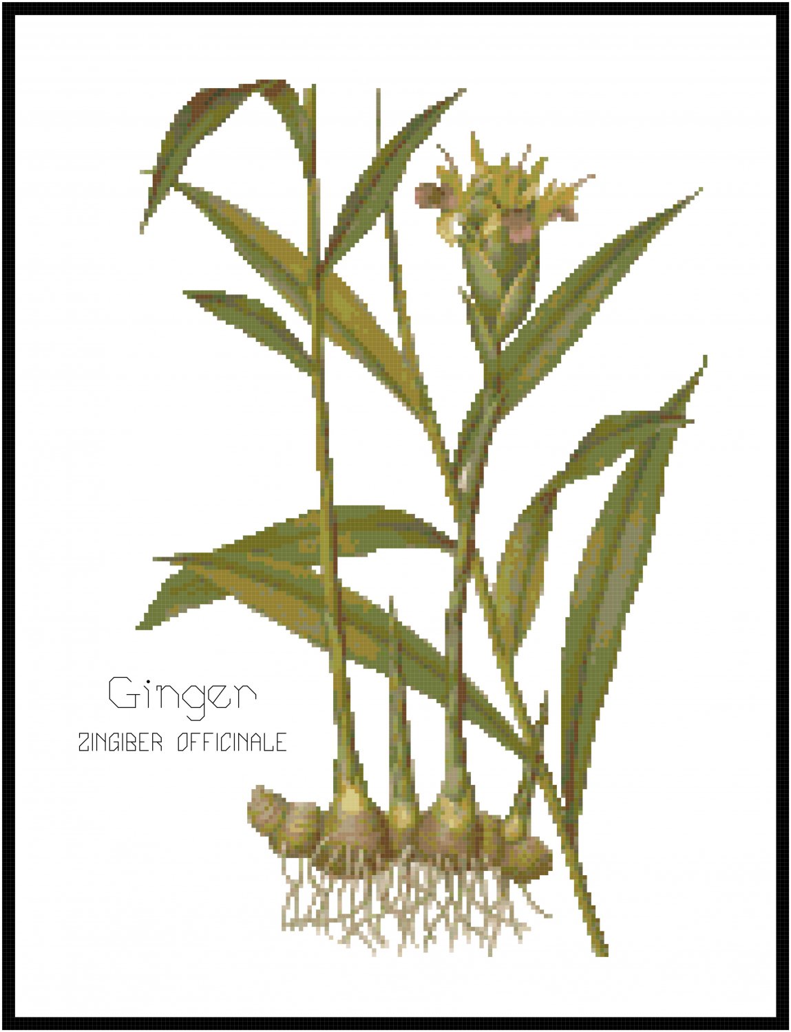 Ginger Spice Botanical Pattern Chart Graph