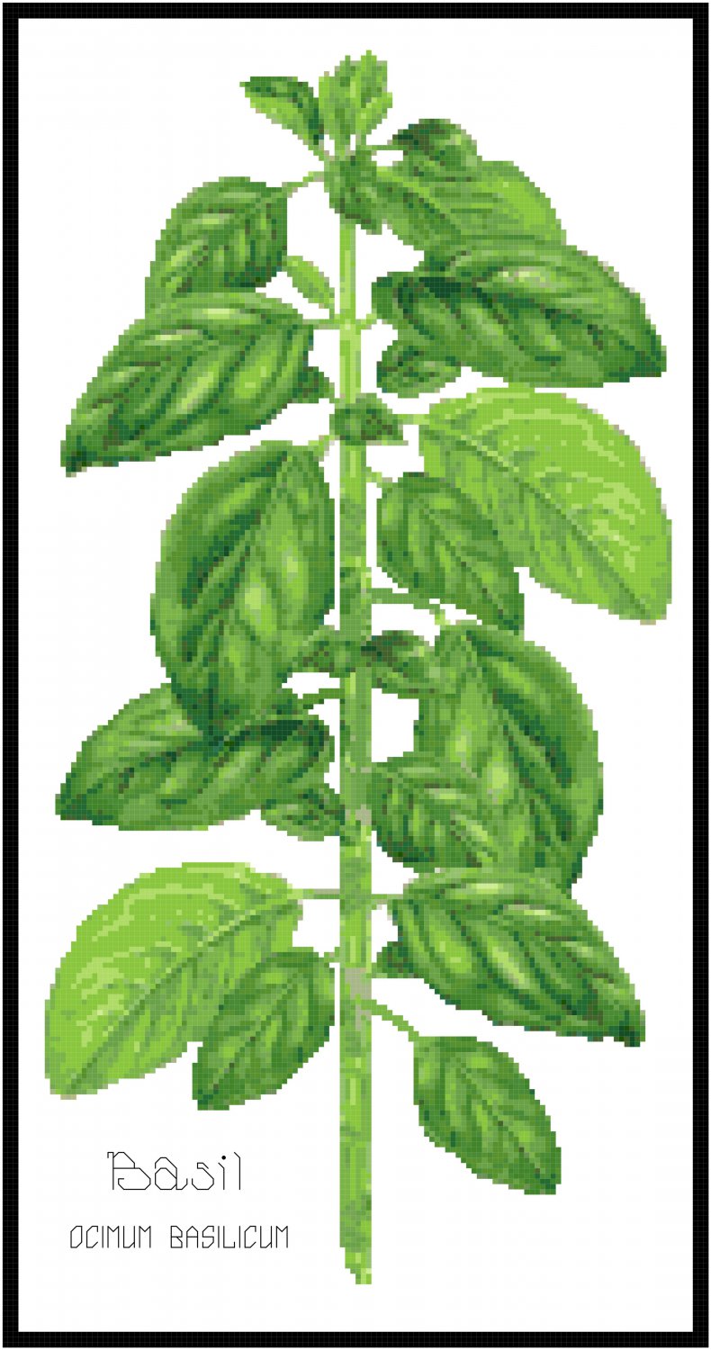 Basil Herb Pattern Chart Graph