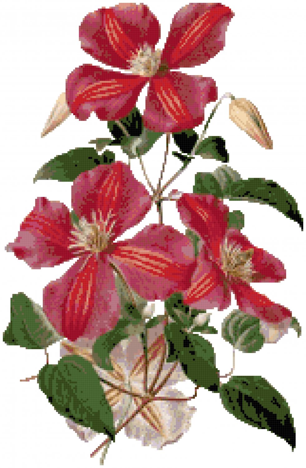 Ruby Red Clematis Cross Stitch Pattern Chart Graph