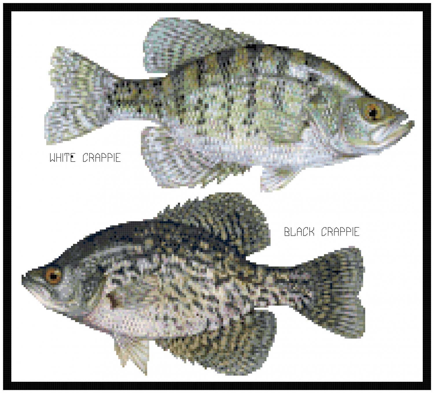 White and Black Crappie Pattern Chart Graph