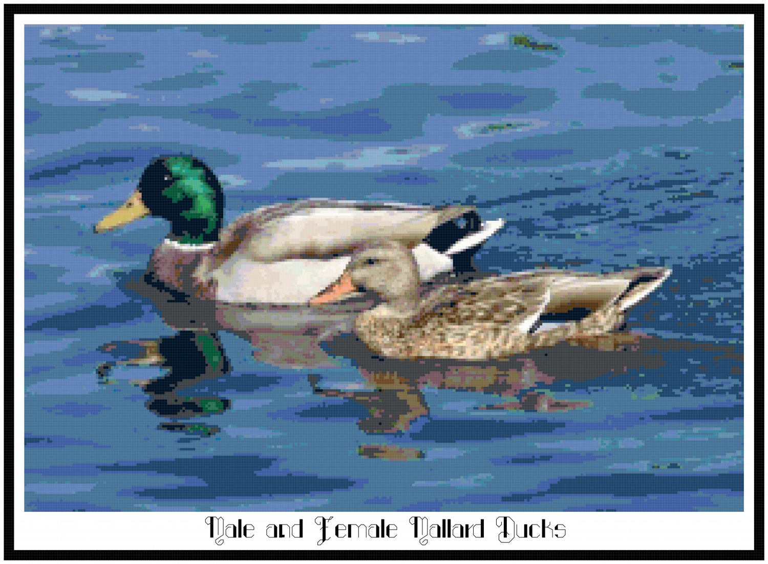 Male and Female Mallard Ducks Pattern Chart Graph