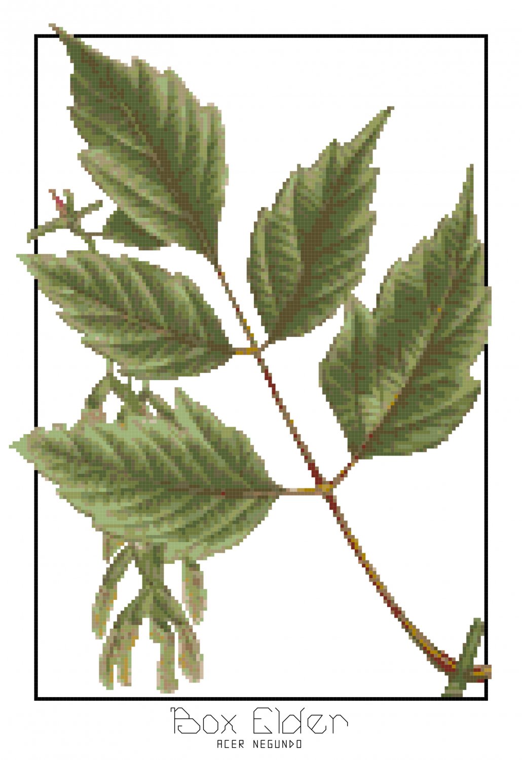 Box Elder Leaves Botanical