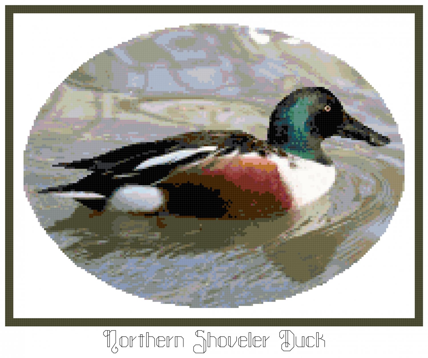 Northern Shoveler Duck Pattern Chart Graph