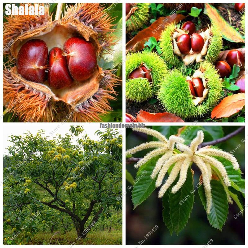 Chinese Chestnut Fruit Tree Seeds Castanea Mollissima Seeds Delicious ...