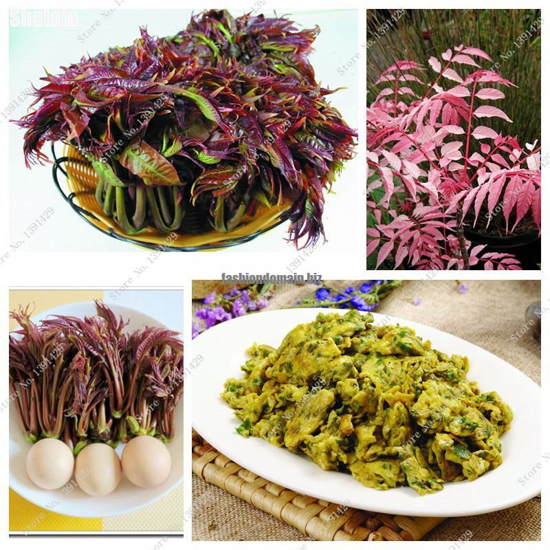 Chinese Toon Seed Home Garden Easy Grow Toona Sinensis Tree Seeds ...