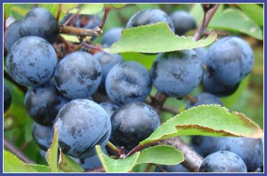 Jackal Plum - Prunus spinosa 15 Seeds (Rare-Wild-Fresh)