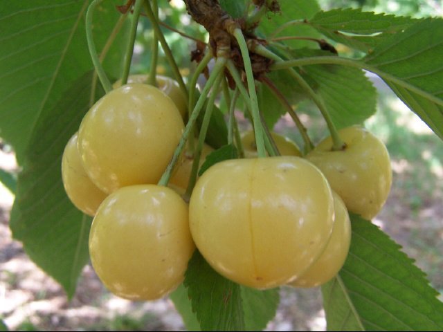 Yellow Cherry (White Cherry) Tree 5 Seeds