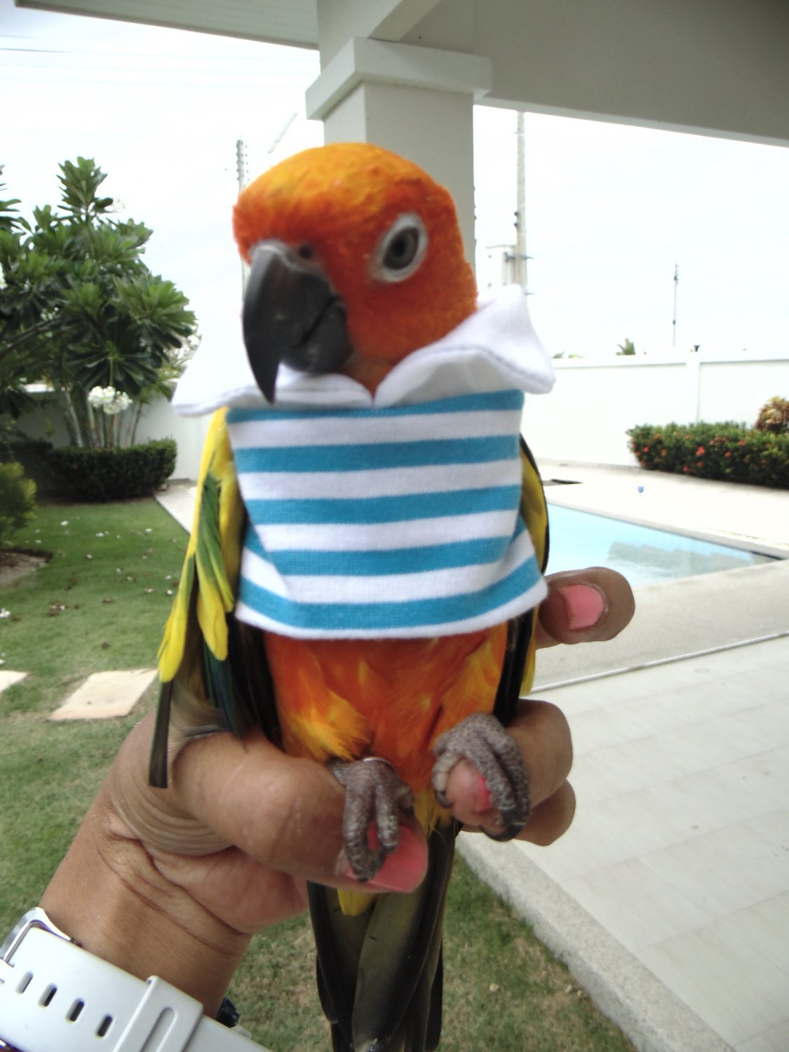 Clothes Parrot Bird Cockatiel cockatoo Parakeet Macaw Conure Birdlover
