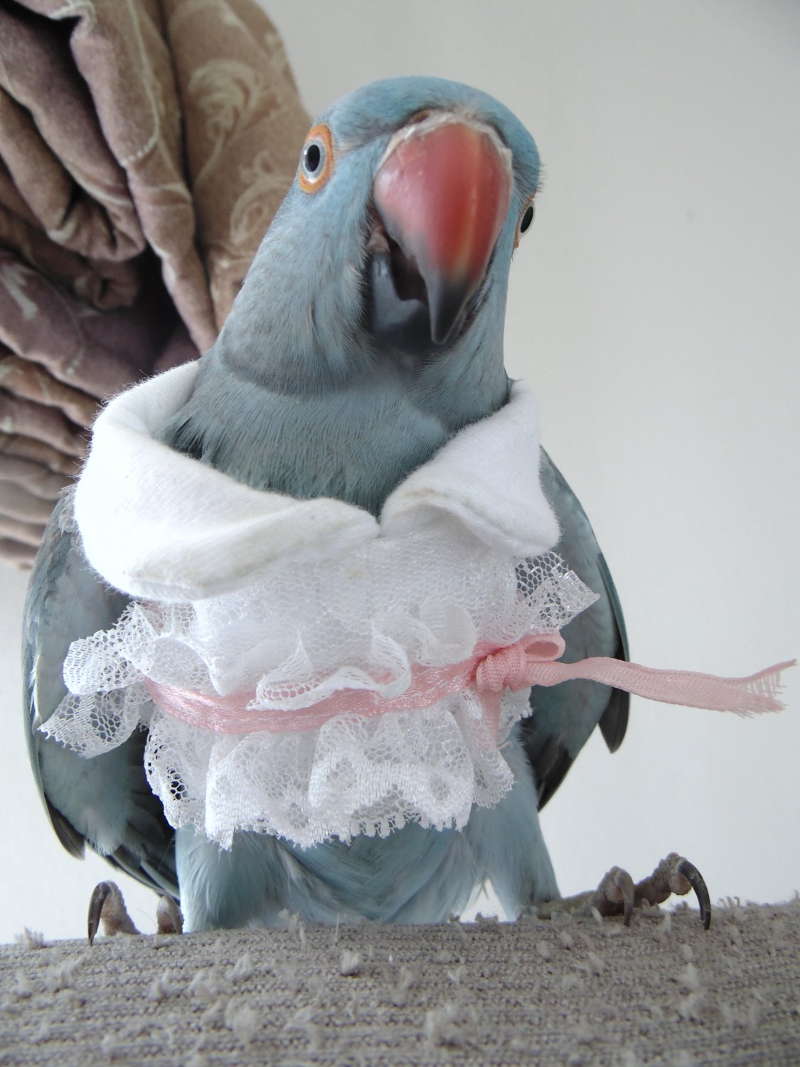 Clothes Parrot Bird Cockatiel cockatoo Parakeet Macaw Conure Birdlover