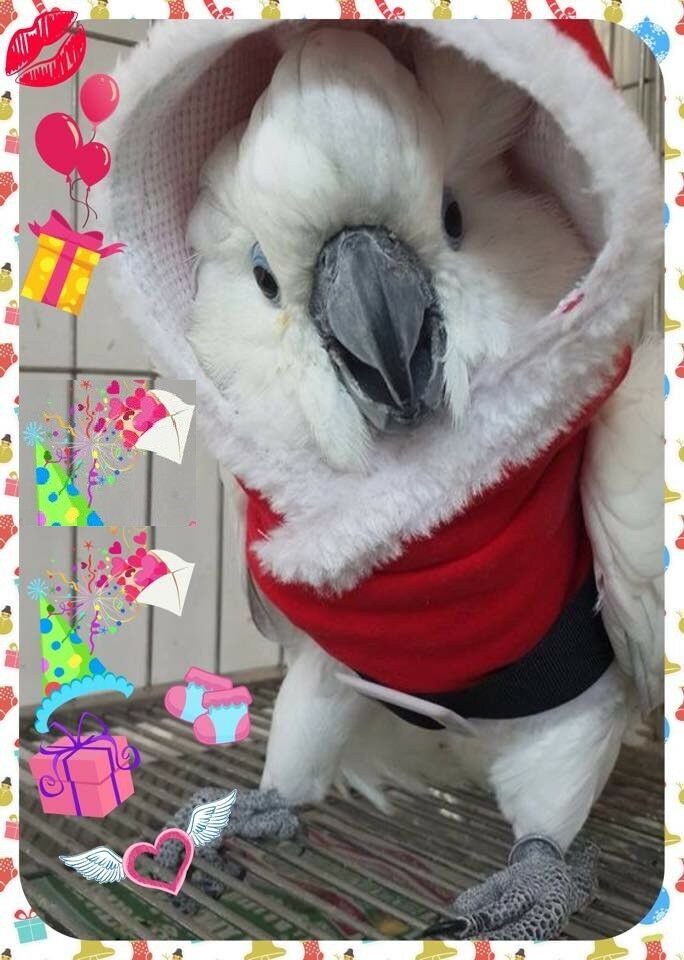 Cloths Christmas Santa Parrot Bird Cockatiel cockatoo Paraket Macaw Conure