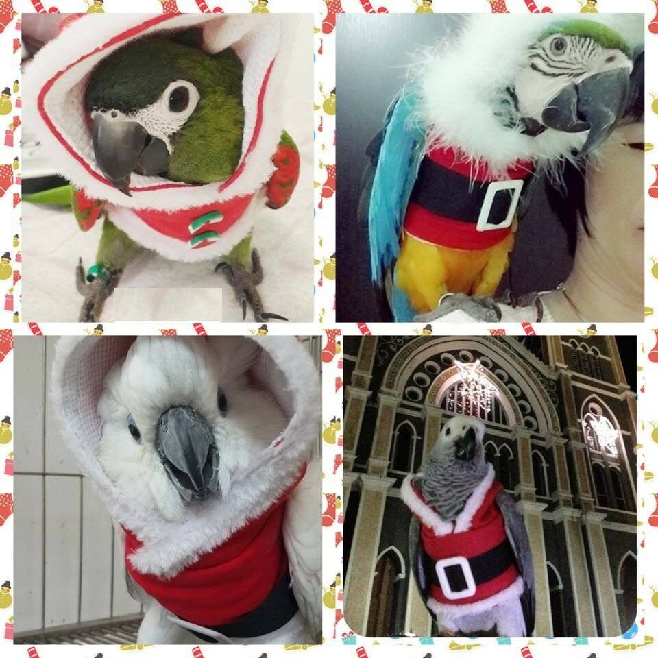 Cloths Christmas Santa Parrot Bird Cockatiel cockatoo Paraket Macaw Conure