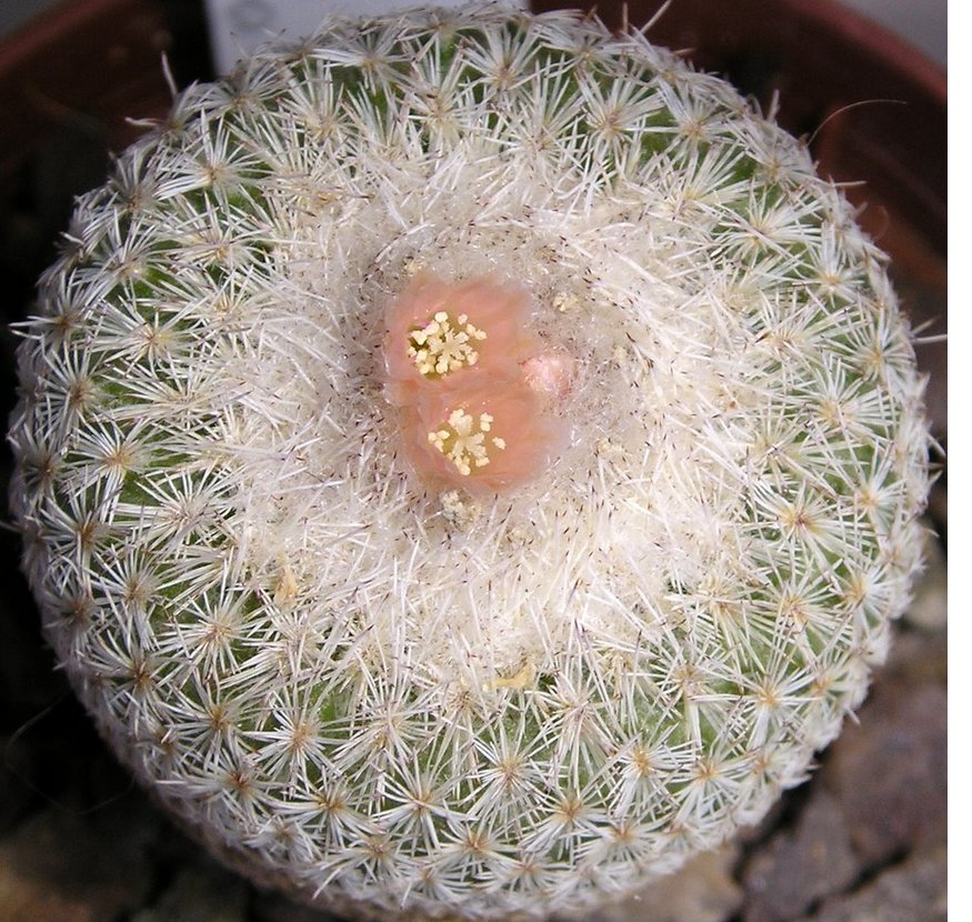 EPITHELANTHA MICROMERIS 10 seeds BUTTON CACTUS