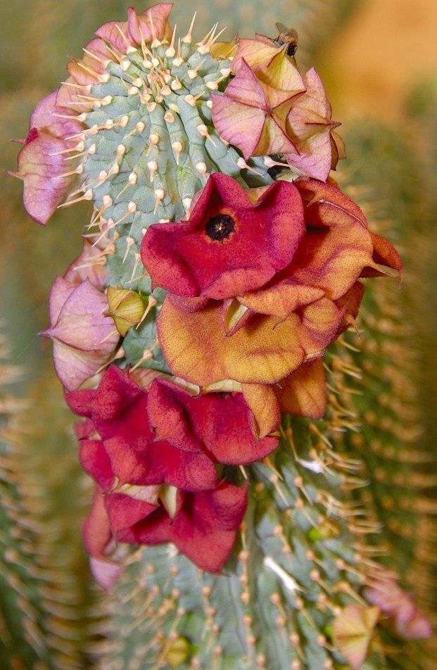 Hoodia Ruschii 5 Seeds ~ Succulent- Gordonii cousin