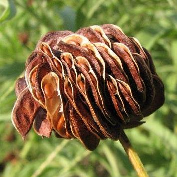 Desmanthus Illinoensis ILLINOIS BUNDLEFLOWER 20 Seeds