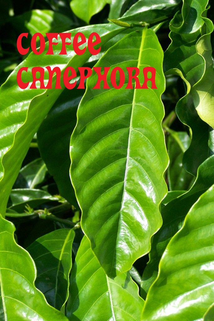 Coffea CANEPHORA Coffee BEANS ROBUSTA PLANT Seeds