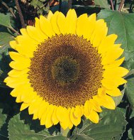 Sunflower Seeds Sunrich Lemon (F1) FRESH (Helianthus annuus) Pollenless