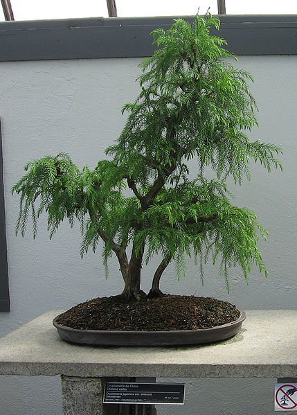 50 JAPANESE RED CEDAR TREE SEEDS Cryptomeria Japonica "Sugi" BONSAI
