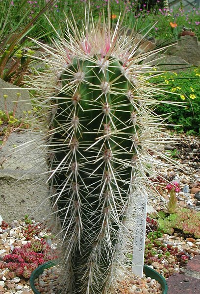 10 CARDON- Pachycereus Pringlei LARGEST Cactus Seeds