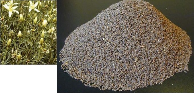 14 g. SYRIAN RUE Harmal viable Seeds / Peganum Harmala