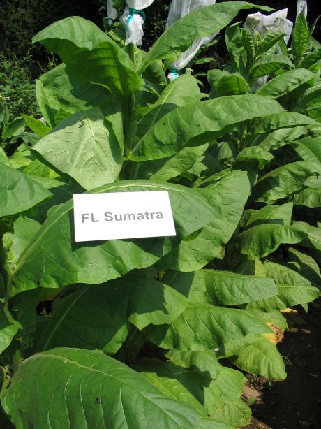 50 Florida Sumatra TOBACCO seeds WRAPPER Rare Cigar Wrapper Filler ...