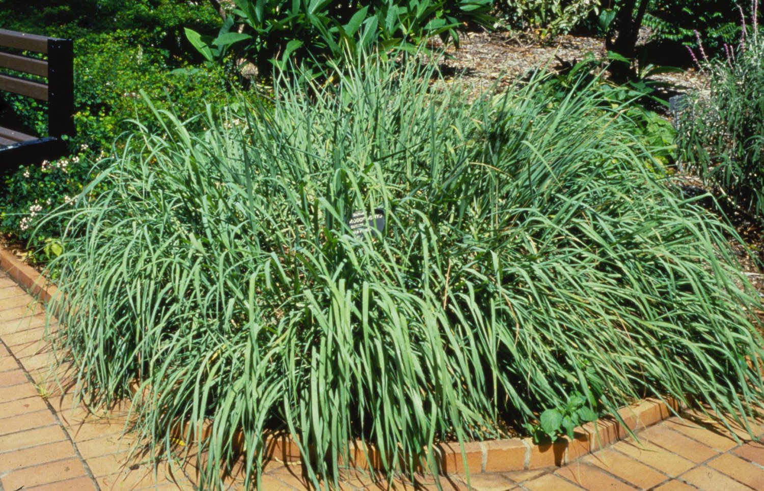 1000 Cymbopogon Flexuosus (East Indian Lemon Grass) Seeds