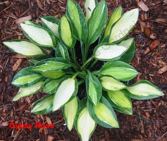 Hosta 'Gypsy Rose' - live plant division