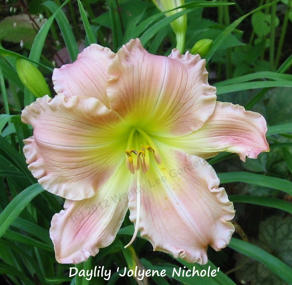 Hemerocallis (daylily) 'Jolyene Nichole' - live plant division