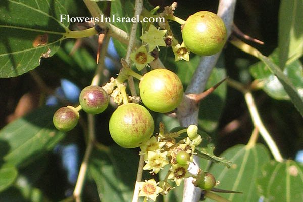 Ziziphus Spina Christi Christus Thorn Jujube Atad Nabbag 10 seeds