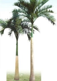 Archontophoenix Alexandrae (King Palm), Alexander Palm 50 Seeds