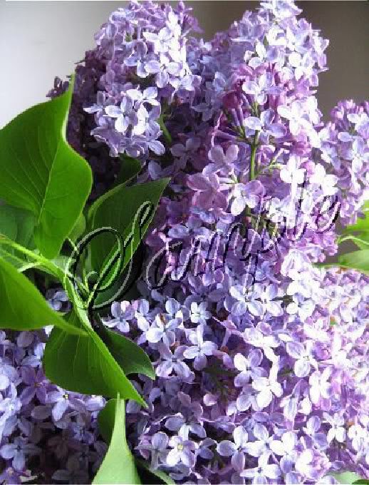 VICTORIAN LILACS SPRING FLOWERS PHOTO CANVAS ART PRINT