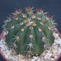 Melocactus conoideus, exotic rare cacti plant cactus 4"