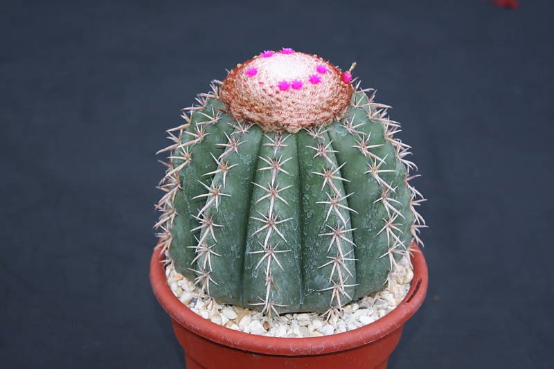 Melocactus conoideus, exotic rare cacti plant cactus 4"
