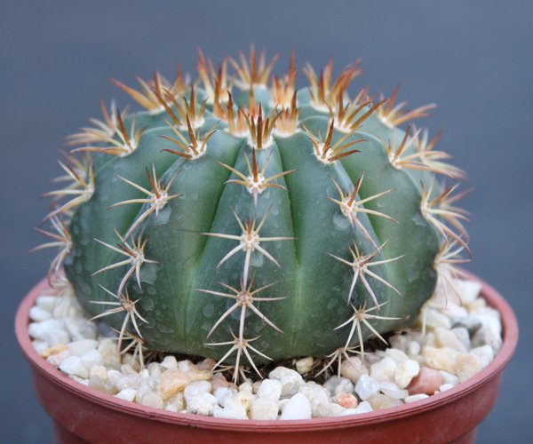 Melocactus conoideus, exotic rare cacti plant cactus 4"