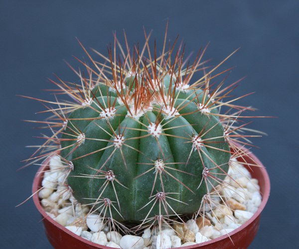 Melocactus Ernestii Exotic Rare Cacti Plant Cactus 4