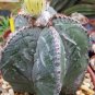 Astrophytum asterias kabuto MIX sand dollar cacti rare cactus kiko seed ...