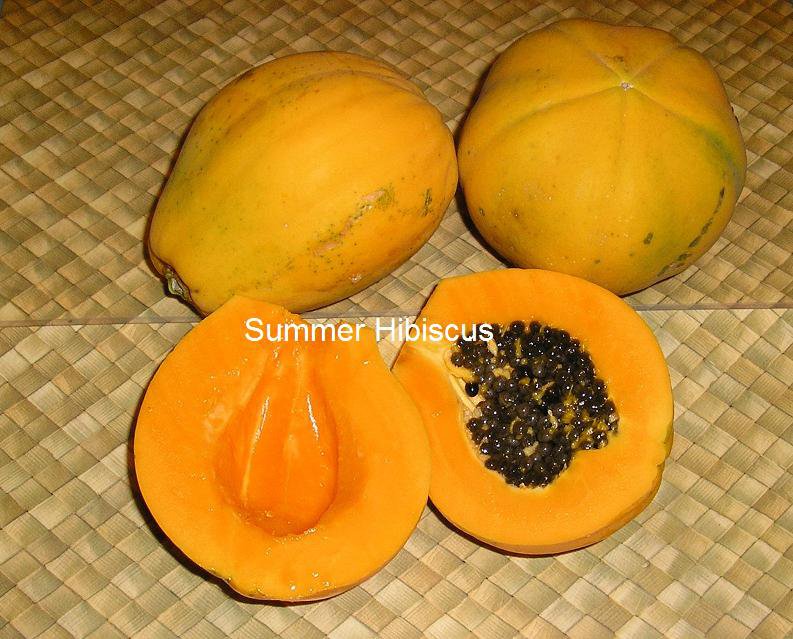 SOLO PAPAYA SUNRISE TROPICAL FRUIT TREE 50 SEEDS