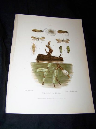 Antique Entomology SPONGILLA FLIES Chromo-Litho Plate