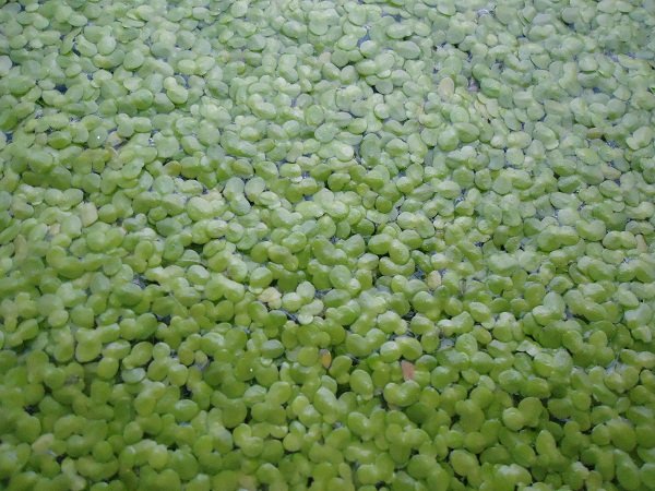 Duckweed LIVE AQUARIUM PLANT/ KOI FOOD ORGANIC! 1/8 cup + free gift ...