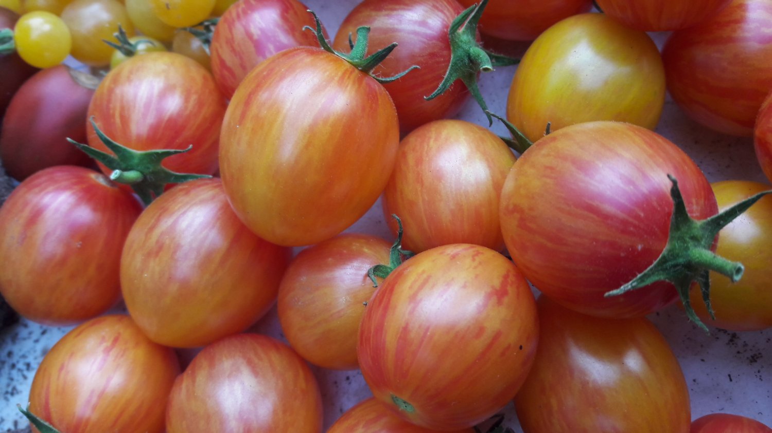 Sunrise Bumblebee tomato 20 seeds