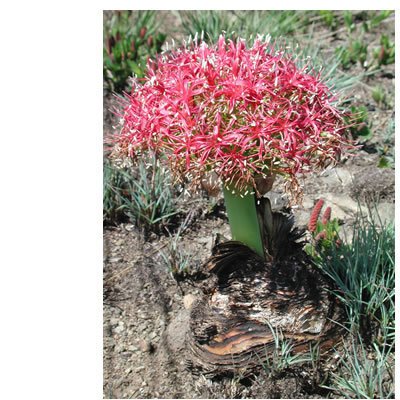 Boophane Disticha Bulb Flowering Size By Thailandnursery