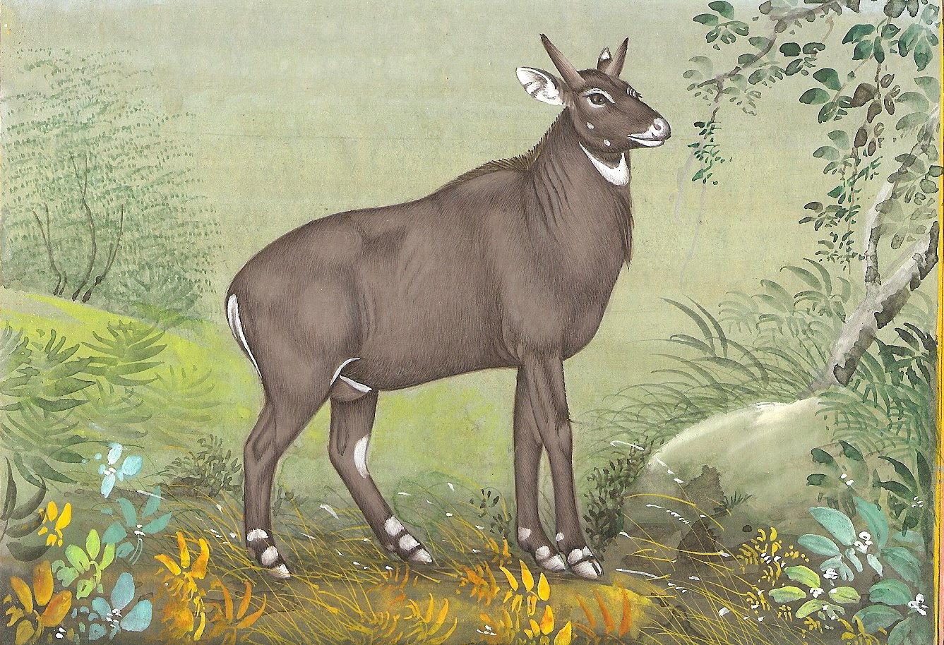 Indian Miniature Painting Rare Handmade Neel Cow Watercolor Wild Life ...