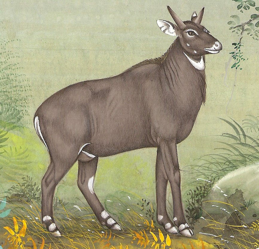 Indian Miniature Painting Rare Handmade Neel Cow Watercolor Wild Life ...