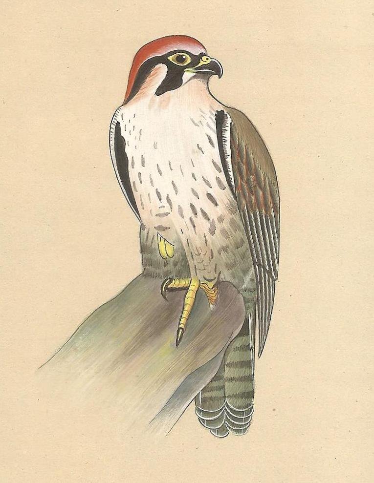 Falcon Miniature Painting Indian Handmade Falconry Bird Watercolor ...