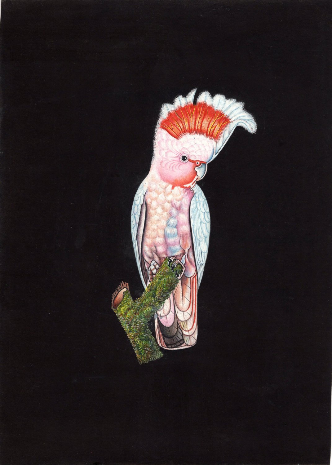 Major Mitchell Cockatoo Bird Painting Hand Painted Indian Miniature ...