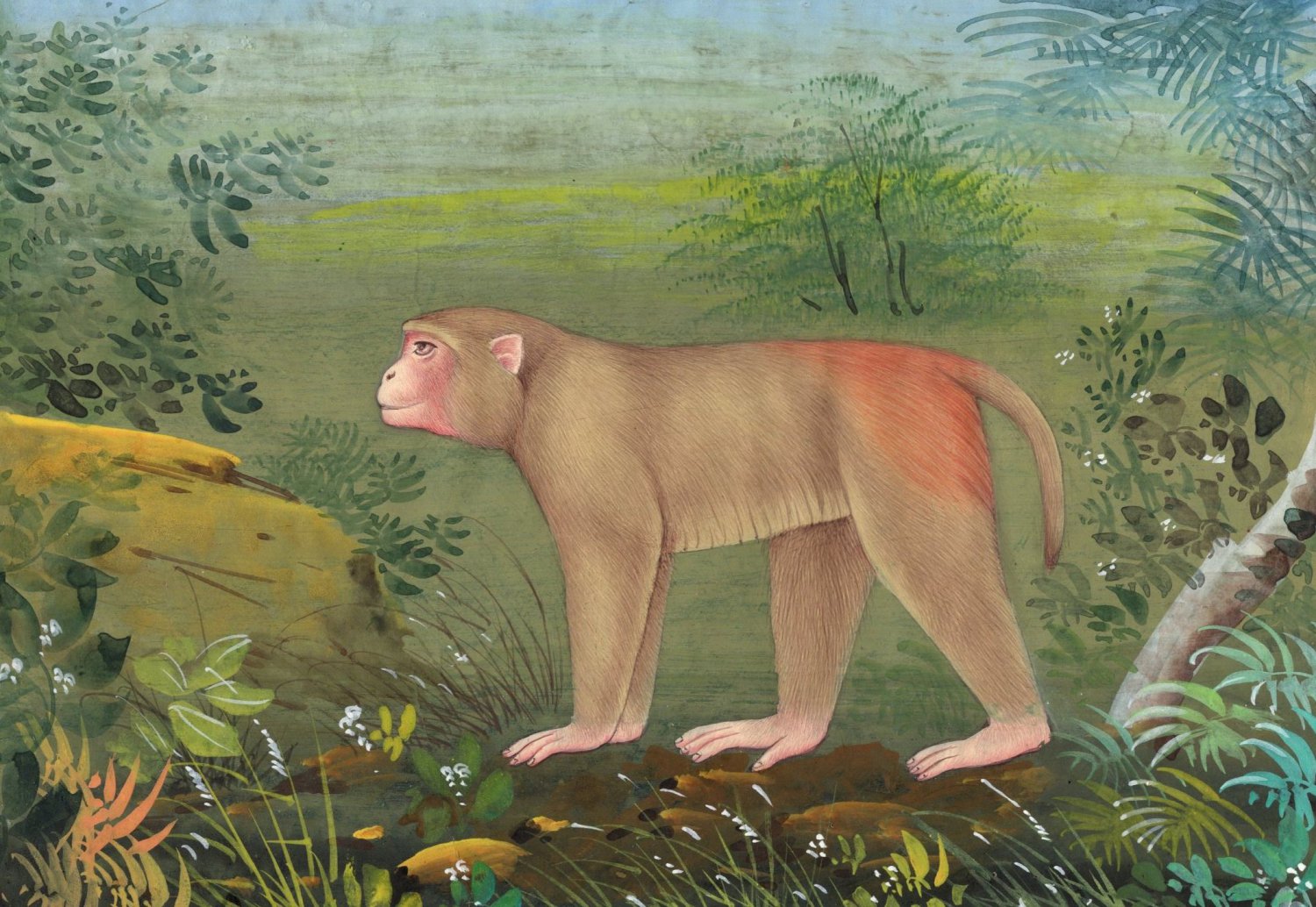 Indian Miniature Art Handmade Assam Macaque Monkey Watercolor Nature ...