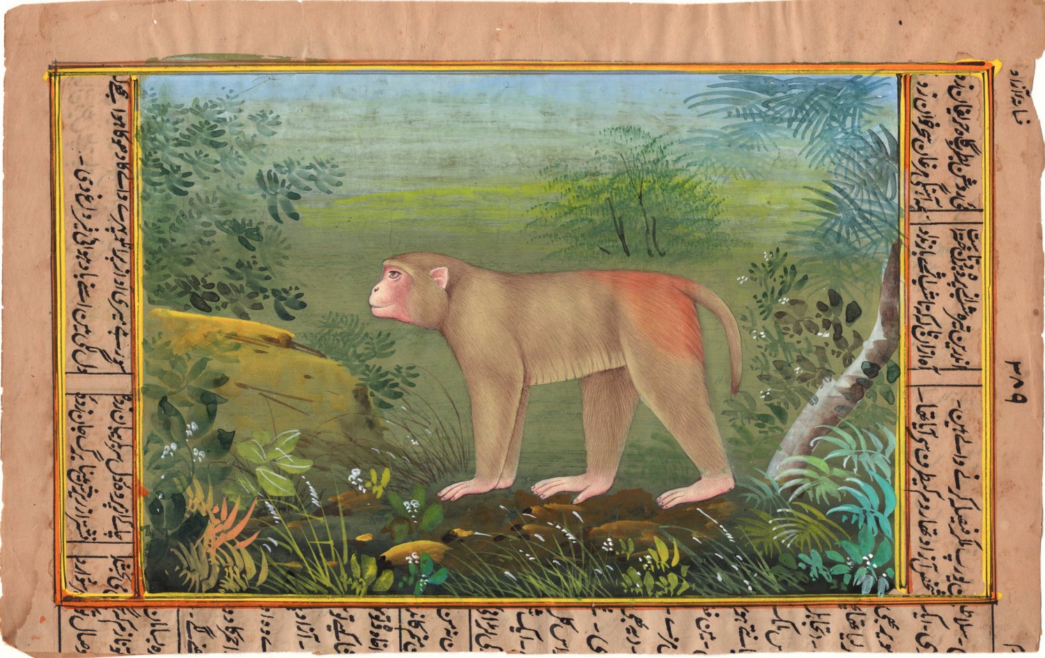 Indian Miniature Art Handmade Assam Macaque Monkey Watercolor Nature ...