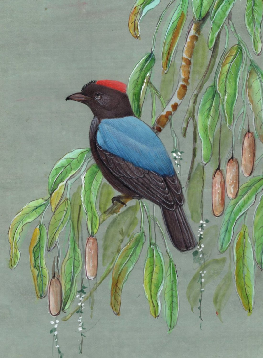 Blue Backed Manakin Bird Painting Handmade Indian Miniature Nature ...
