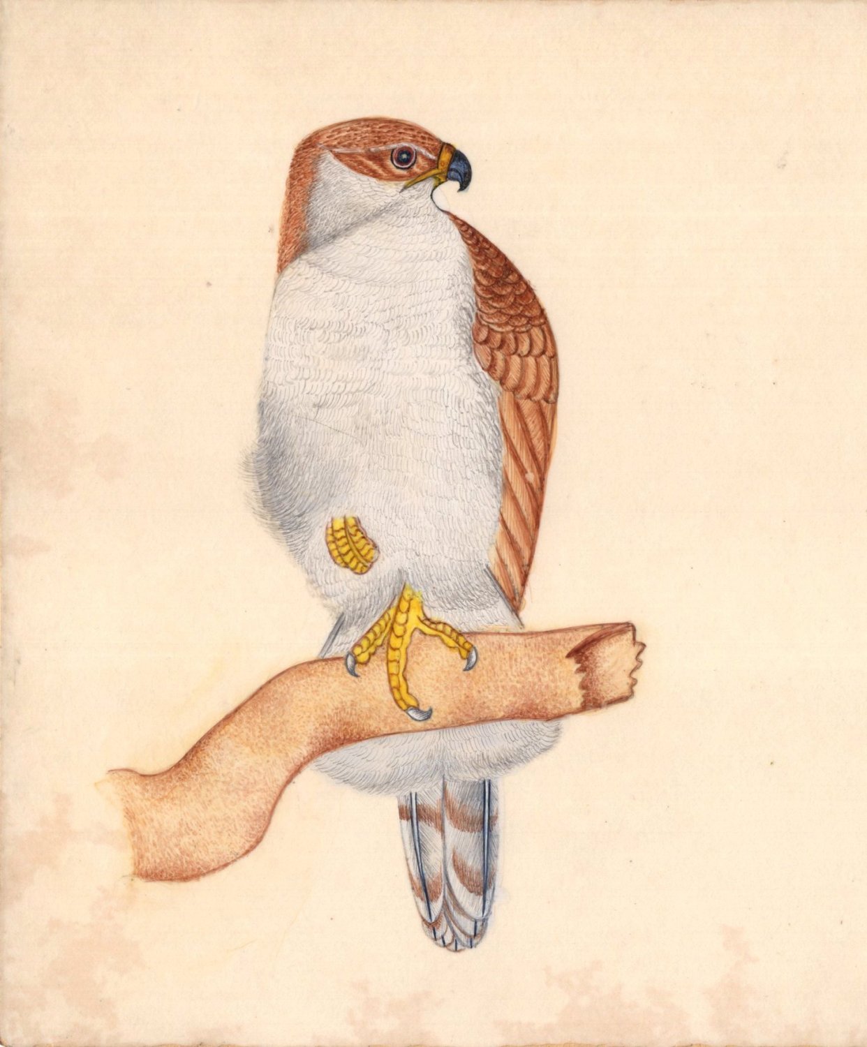 Indian Hawk Miniature Painting Handmade Bird of Prey Watercolor Nature ...