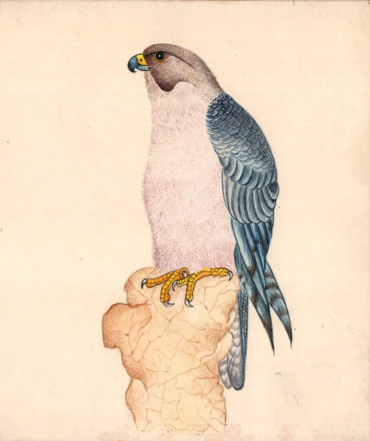 Indian Hawk Miniature Painting Handmade Bird of Prey Watercolor Nature ...