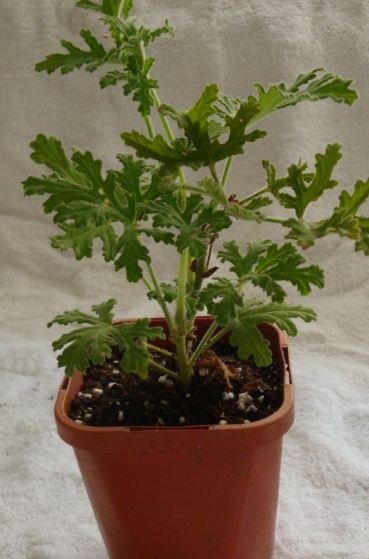 Mint- Rose Scented Geranium/Pelargonium Plant